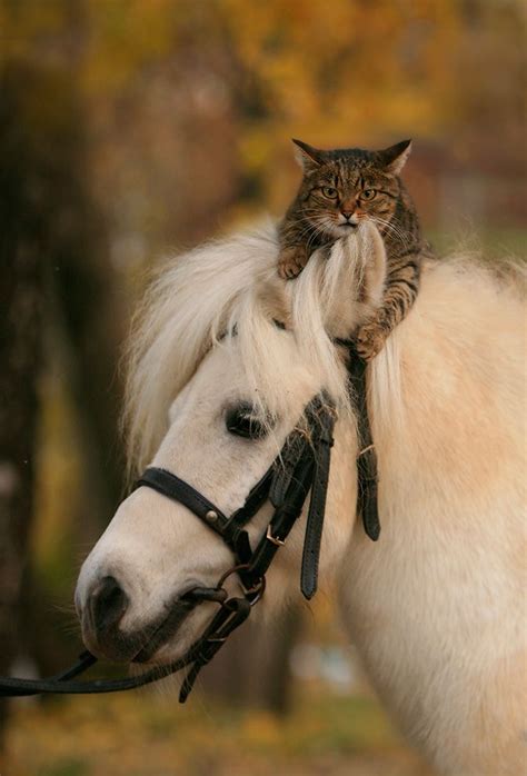 Pony & cat | Красивые лошади, Лошади, Спорт