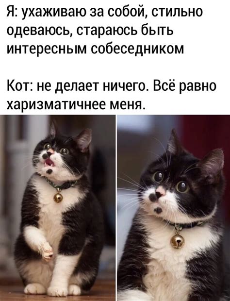 Мемы про котов. Выбор редакции | Witze lustig, Baby katzen, Witzig