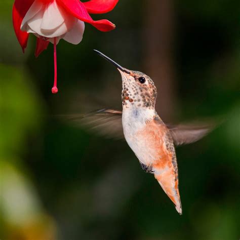 10 Incredible Hummingbird Species You Could See in Your Backyard ...