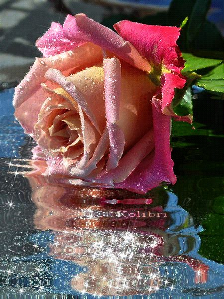 Блог Колибри: ROSE