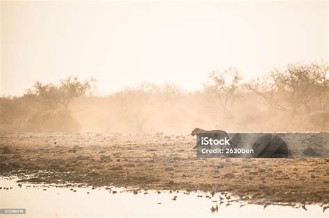 Male Lion Running Through The Dust Stock Photo - Download Image Now ...