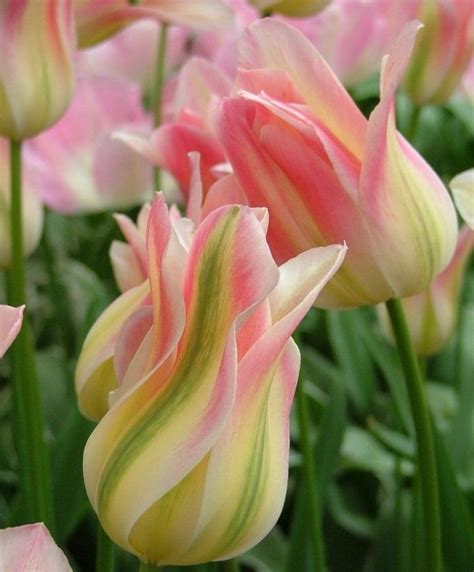 12 Spectacular Tulips for Your Garden