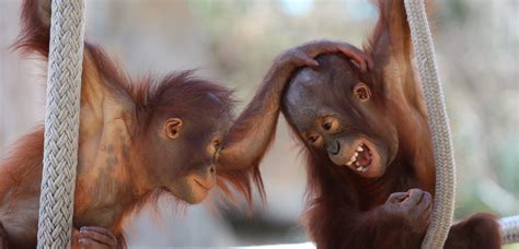 Pressemitteilung - Die beliebtesten Zoos in Deutschland
