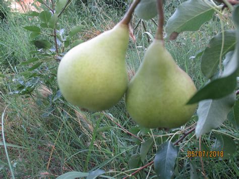 Morettina - Fruttidoro Vendita Alberi da Frutto in Vaso