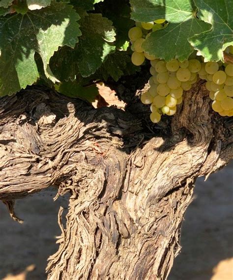 Best South African Chenin Blanc: 10 of the best from IWSC