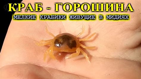 Мелкие крабики живущие в мидиях КРАБ ГОРОШИНА - YouTube