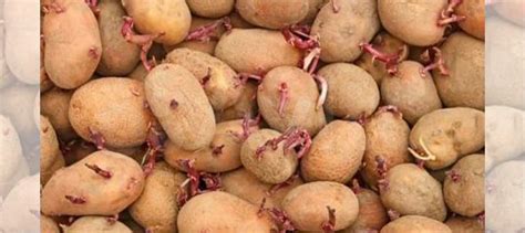 Семенной картофель купить в Комсомольске-на-Амуре | Товары для дома и ...