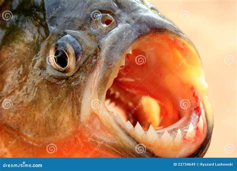 Piranha Or Pirana - Botanical Garden Zurich Or Botanischer Garten ...
