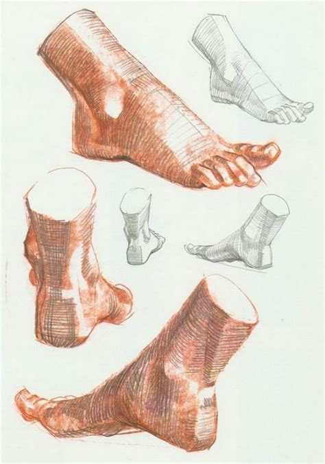 Bammes | Human anatomy art, Human anatomy drawing, Anatomy art