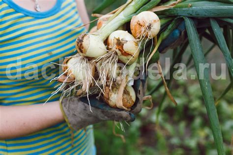 Желтеют перья у лука! Что делать