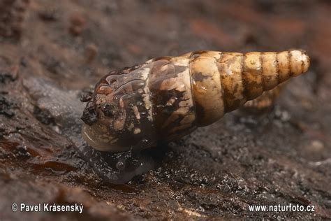 Vřetenovka hladká | Naturfoto.cz