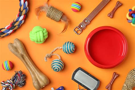 Everything You Need To Know About Pet Accessories And How To Choose The ...