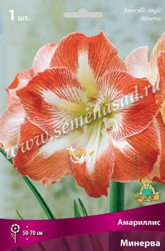 Амариллис простой Минерва. Агрофирма Поиск