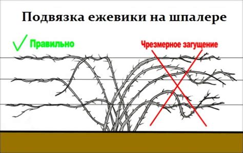 Ежевика Полар. Описание сорта, фото, отзывы
