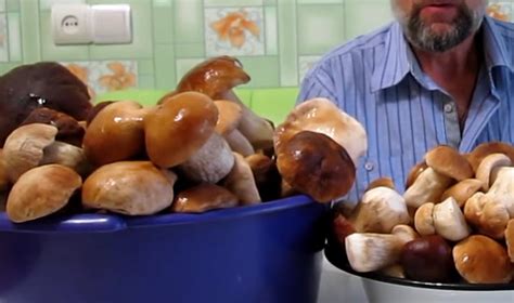 Белые соленые грибы в банках на зиму: рецепты приготовления с фото и видео