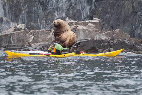 Kamchatka Kayaking Tour - Sea Caves, Sea Lions, See It All