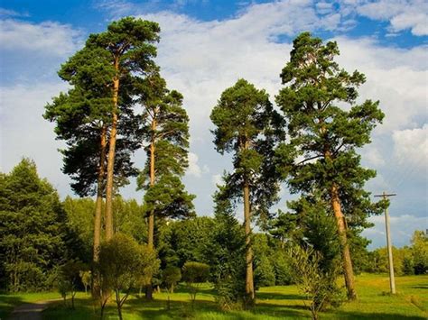 Сосна картинка для детей. Детские рисунки дерева сосны.