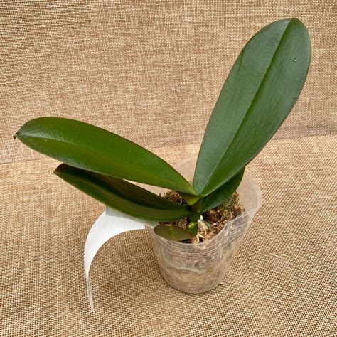 Phalaenopsis Star Green Beauty - flori uriase!