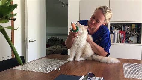 Train your cat to use the AeroKat inhaler - YouTube