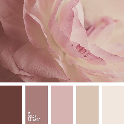 розовый ранункулюс | IN COLOR BALANCE