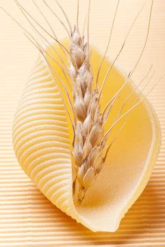 Rigata Images – Browse 235 Stock Photos, Vectors, and Video | Adobe Stock