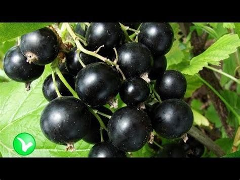 Черная смородина – польза и вред! Кому нельзя есть смородину? - YouTube