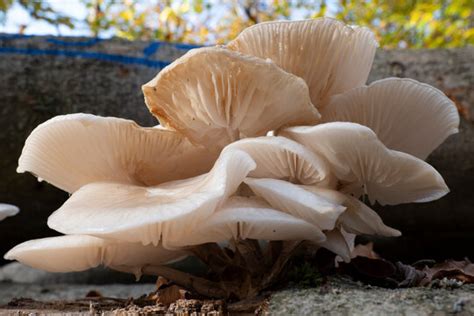 "Tree Fungus" Bilder – Durchsuchen 10,901 Archivfotos, Vektorgrafiken ...