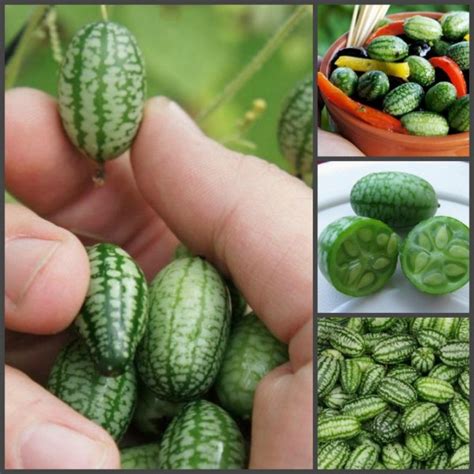Мелотрия шершавая Малютка (Melothria scabra)