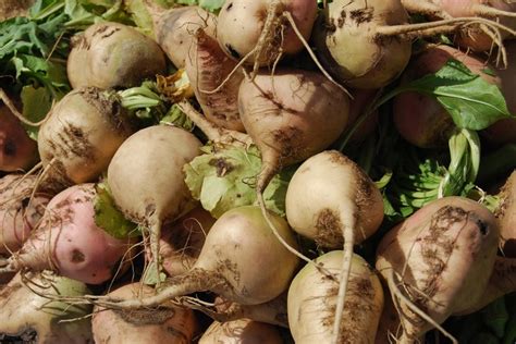 14 Types of Brassica to Grow | BBC Gardeners World Magazine