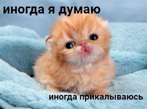 кошачье логово | Кошачьи цитаты, Мемы, Кошачьи