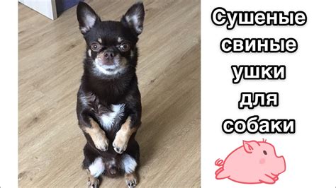 Сушим свиные ушки! Как готовить свиные уши для собаки. Лакомства для ...
