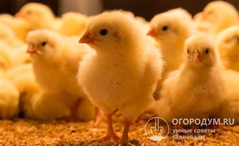 Витамины для цыплят: обзор, советы по подбору, дозировка