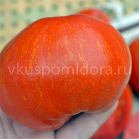 Купить семена томата сорт Гном Крапчатое Сердце (Dwarf Speckled Heart)