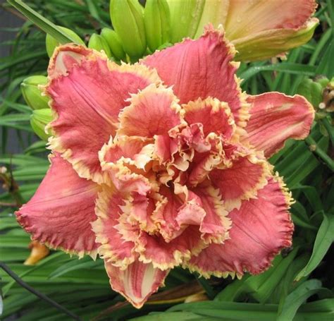 VENETIAN FRINGE – Indian Camp Daylilies