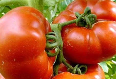 Томат Райское наслаждение: характеристика и описание сорта, урожайность ...