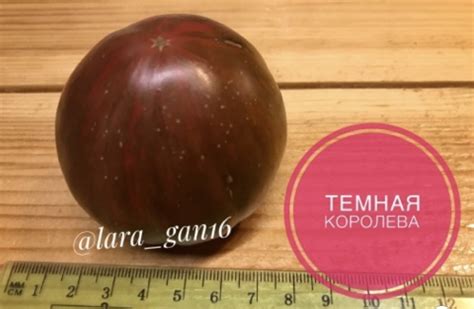 ТЕМНАЯ КОРОЛЕВА | Томатная Коллекция - Редкие и эксклюзивные семена томатов