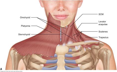 To perform orthopedic manual therapy to the neck that is accurate and ...