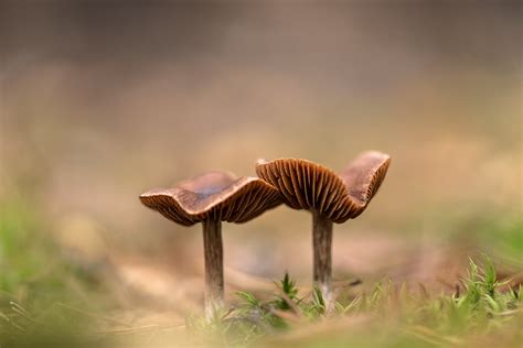 Вместе теплее... - Mushrooms - Macroclub.org