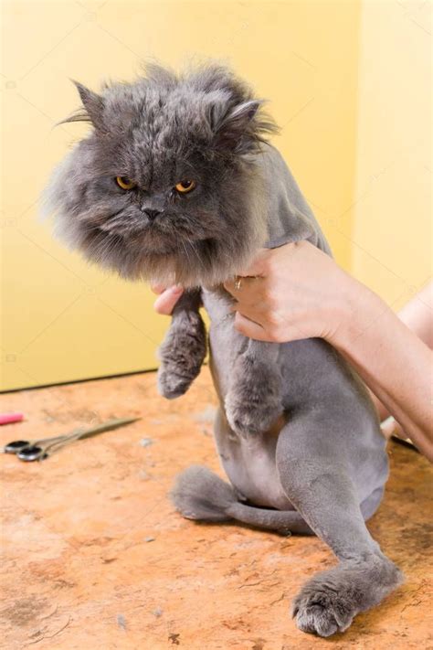 8 кошек, у хозяев которых вечно мокрые тапки