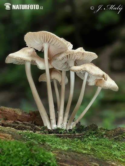 helmovka tuhonohá | Naturfoto.cz
