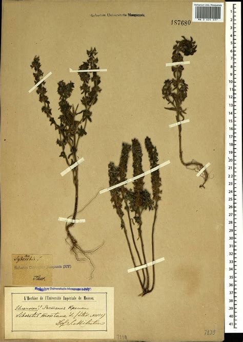 MW0624037, Sideritis montana (Железница горная), specimen