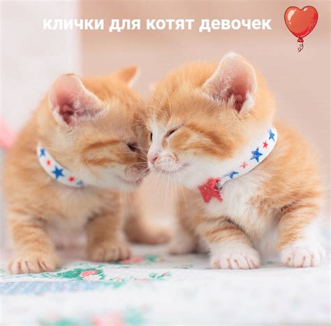 Клички для кошек | Клички для кошек, Котята, Животные