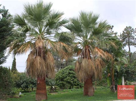 Вашингтония нитеносная (Washingtonia filifera) — описание, выращивание ...