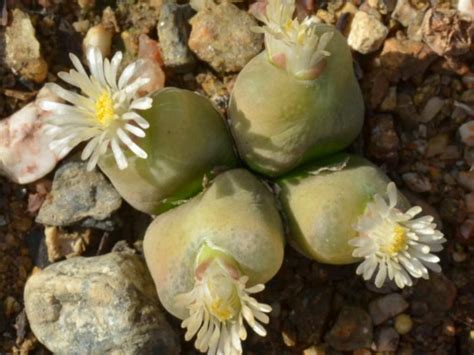 Conophytum maughanii - World of Succulents