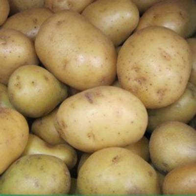 Картофель Агата: описание и характеристики, особенности посадки и ...