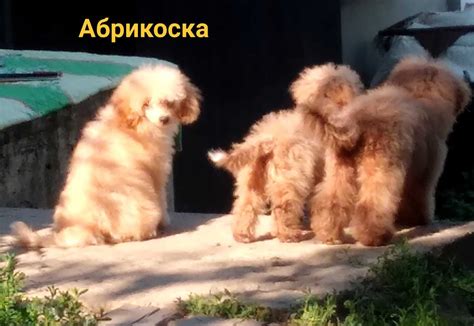 Той-Пудель! Дівчинка 4 міс.: 12 000 грн. - Собаки Харків на Olx