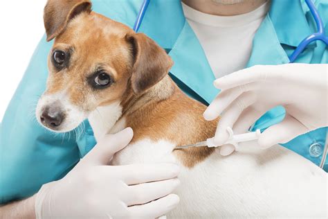 Gps Chips For Pet