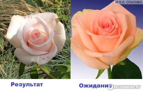 Роза чайно-гибридная Вивальди (Vivaldi) - «Романтичная и нежная розочка ...
