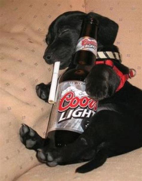 animals drinking alcohol | Animals Drinking Alcohol | CLOSE PHOTOS ...