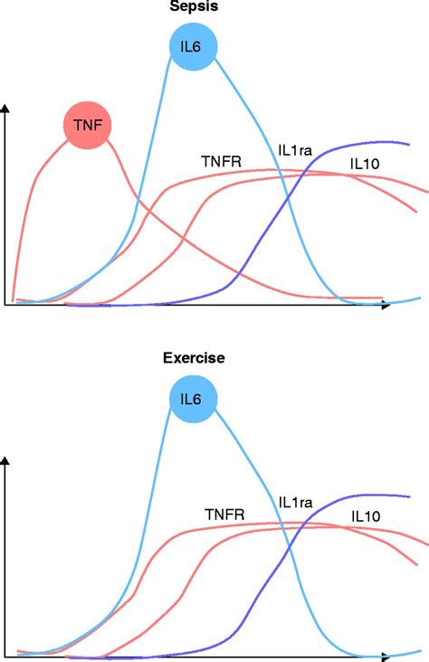 Metabolic and endocrine response to exercise: sympathoadrenal ...